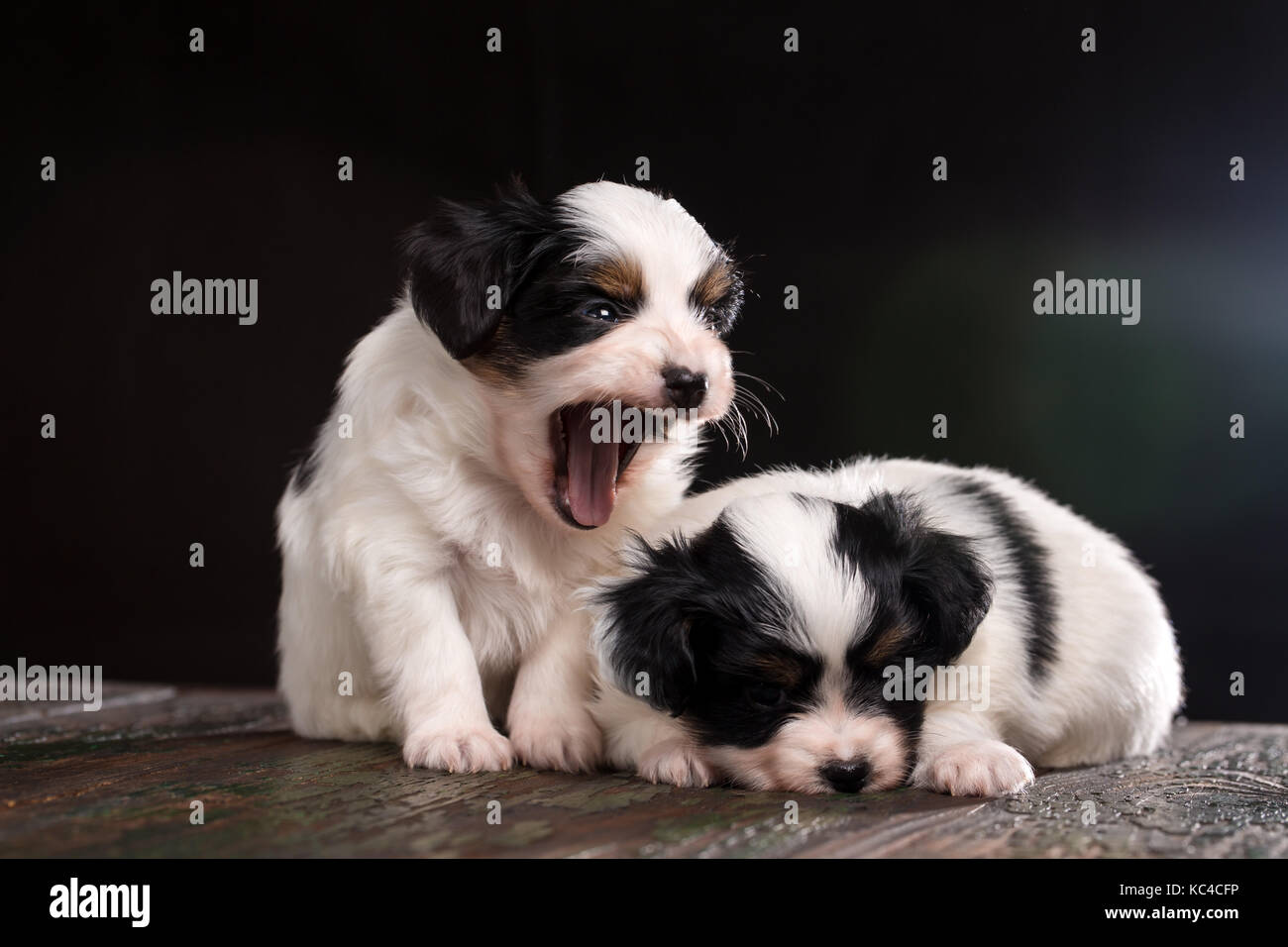 Puppy is laughing Stock Photo - Alamy