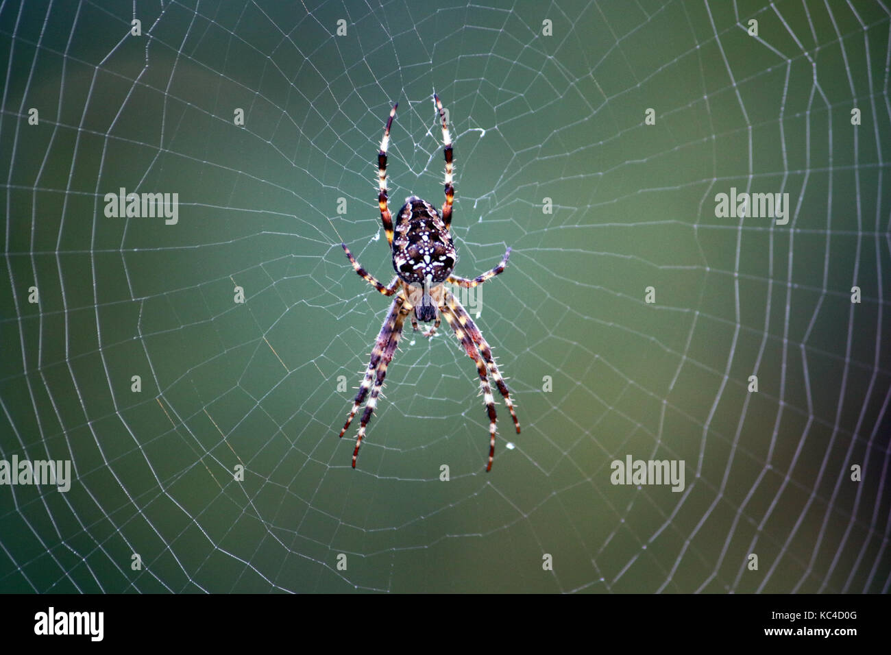 Wolf spider waits in its web Stock Photo - Alamy
