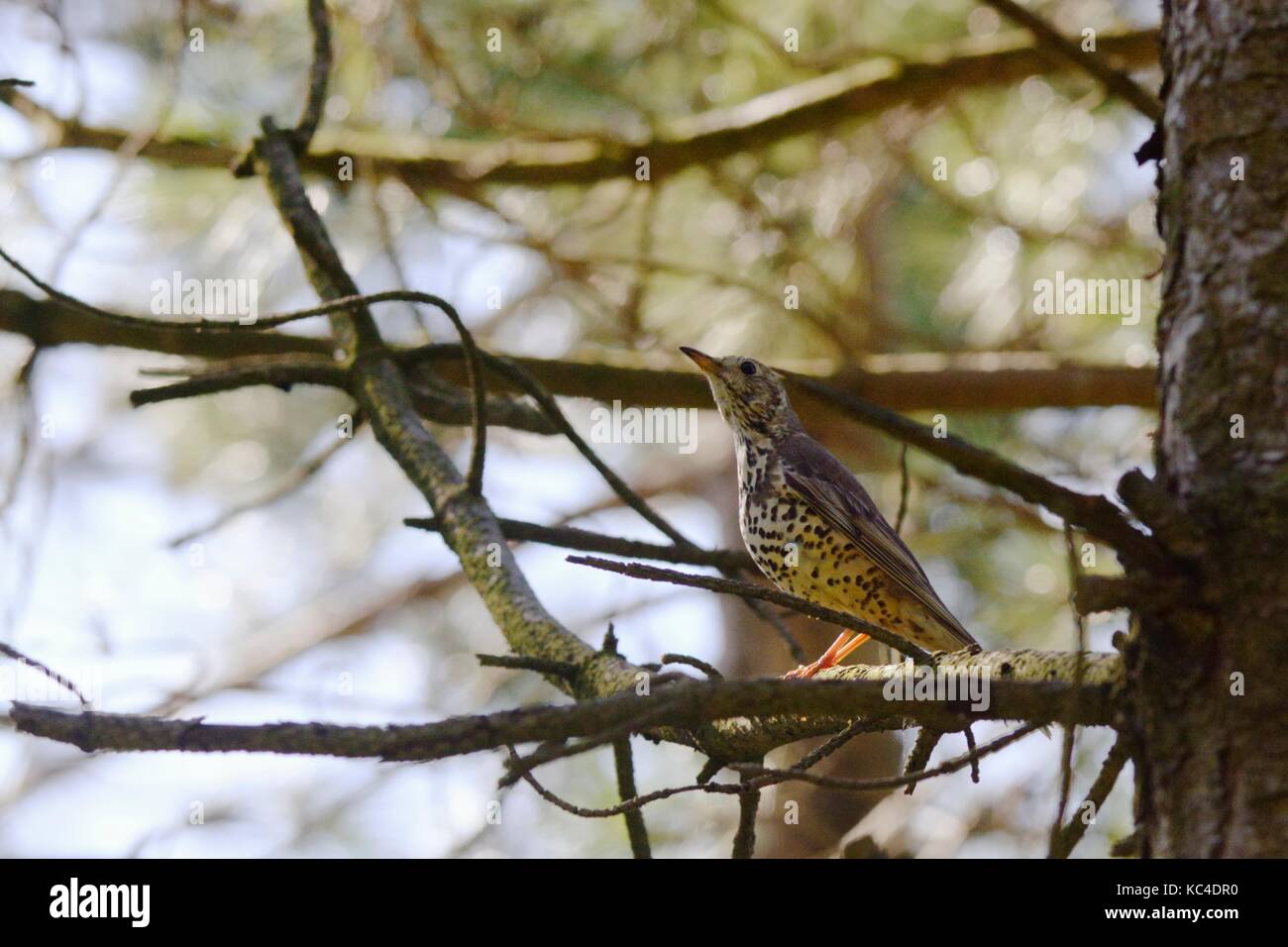Conifer plantation bird hi-res stock photography and images - Alamy
