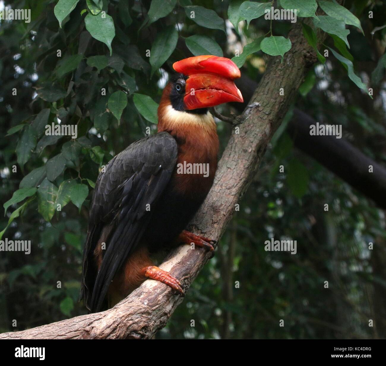 Female Asian Rufous hornbill (Buceros hydrocorax perched in a tree ...