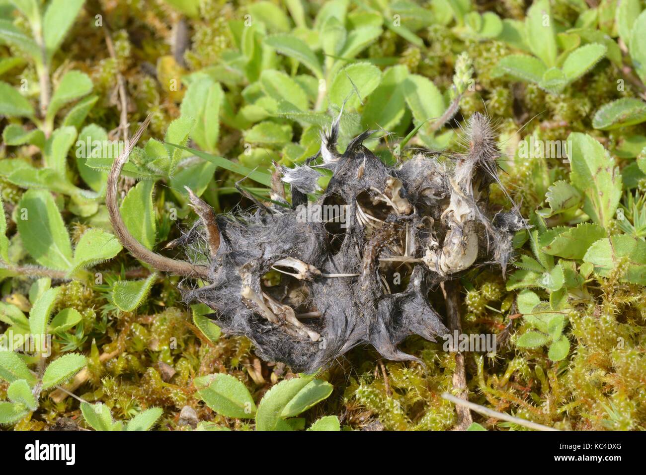 Common Shrew, Sorex araneus carcass, consumed by scavenging insects ...