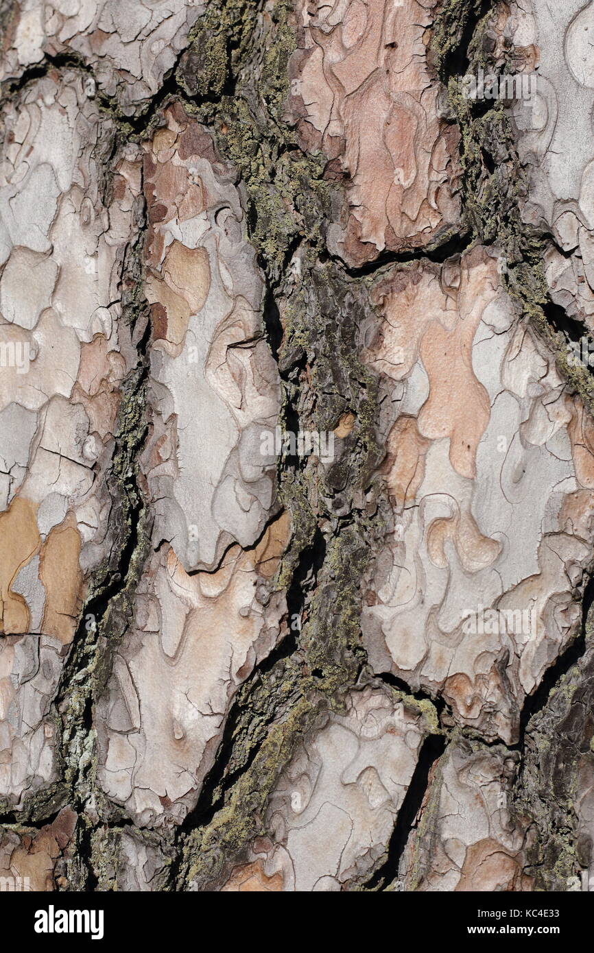Pine tree bark background. Natural texture close up Stock Photo - Alamy