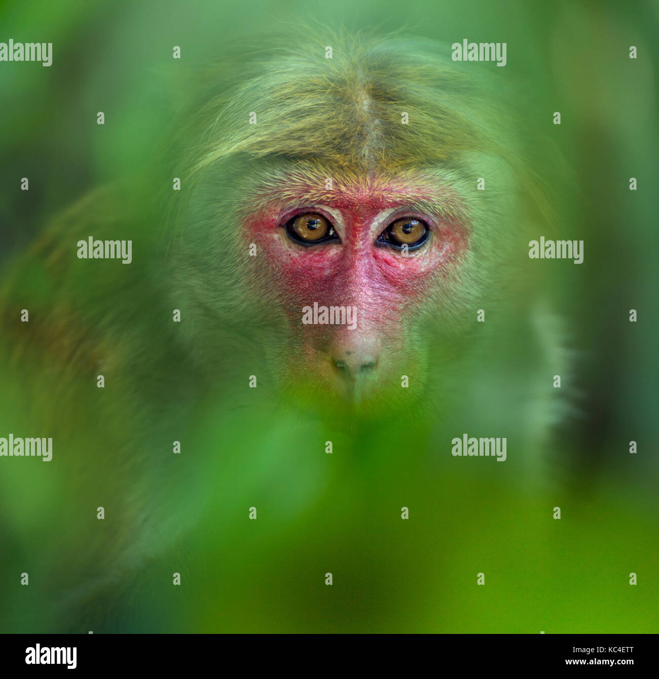 Toque Macaque Macaca sinica sinica female portrait Sri Lanka Stock ...