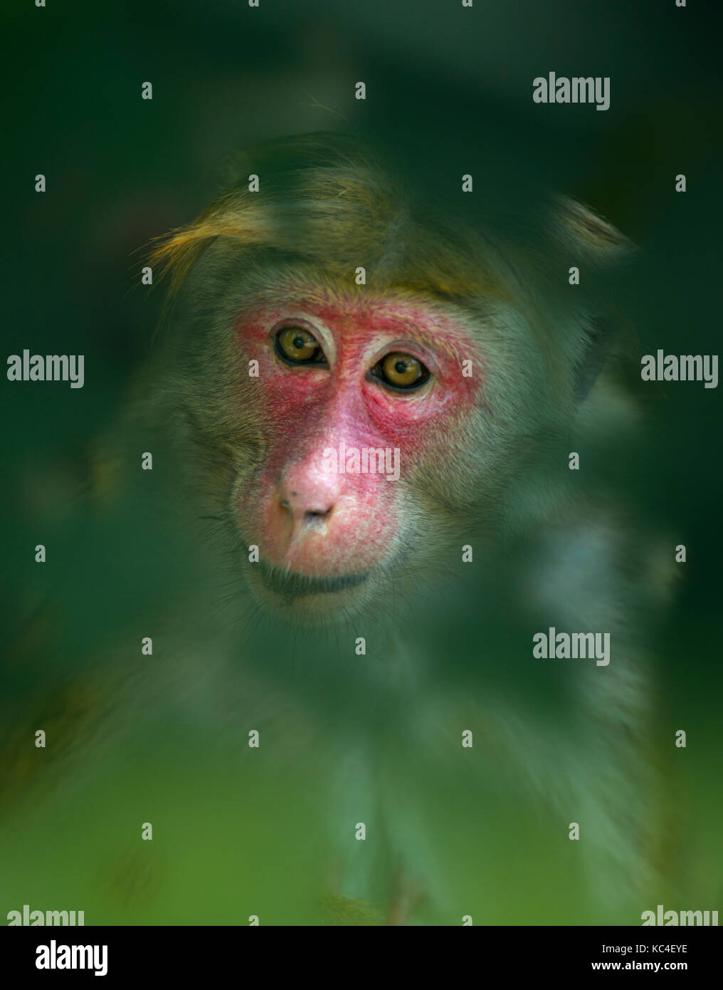 Toque Macaque Macaca sinica sinica female portrait Sri Lanka Stock ...