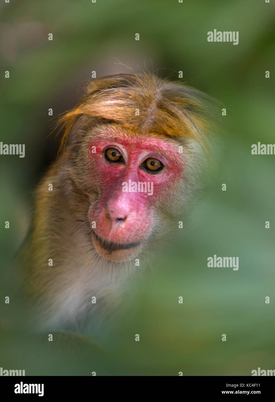 Toque Macaque Macaca sinica sinica female portrait Sri Lanka Stock ...