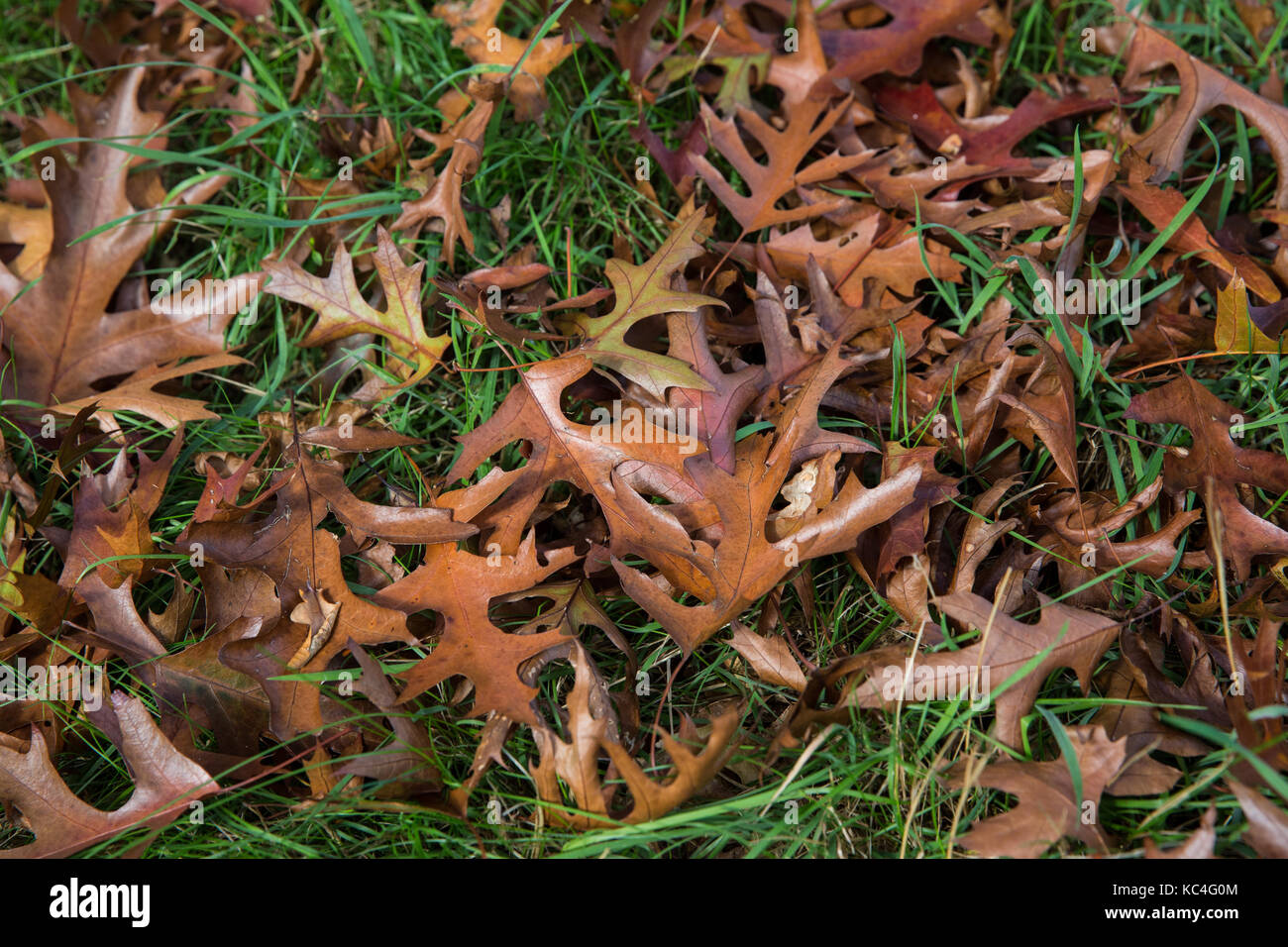 Windsor, UK. 2nd Oct, 2017. Red oak tree leaves in autumn colours in ...