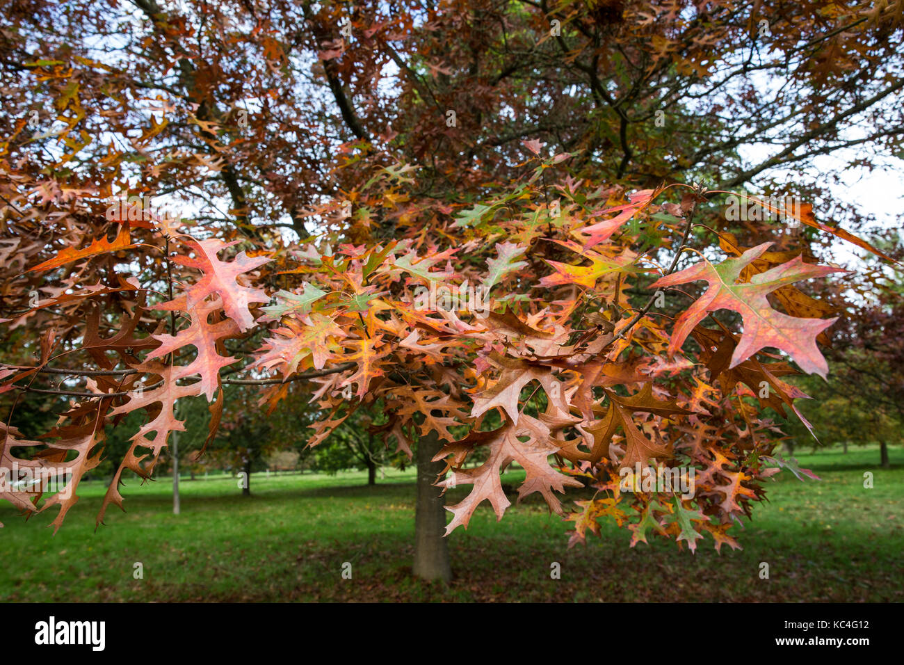 Windsor, UK. 2nd Oct, 2017. A red oak tree displays autumn colours in ...
