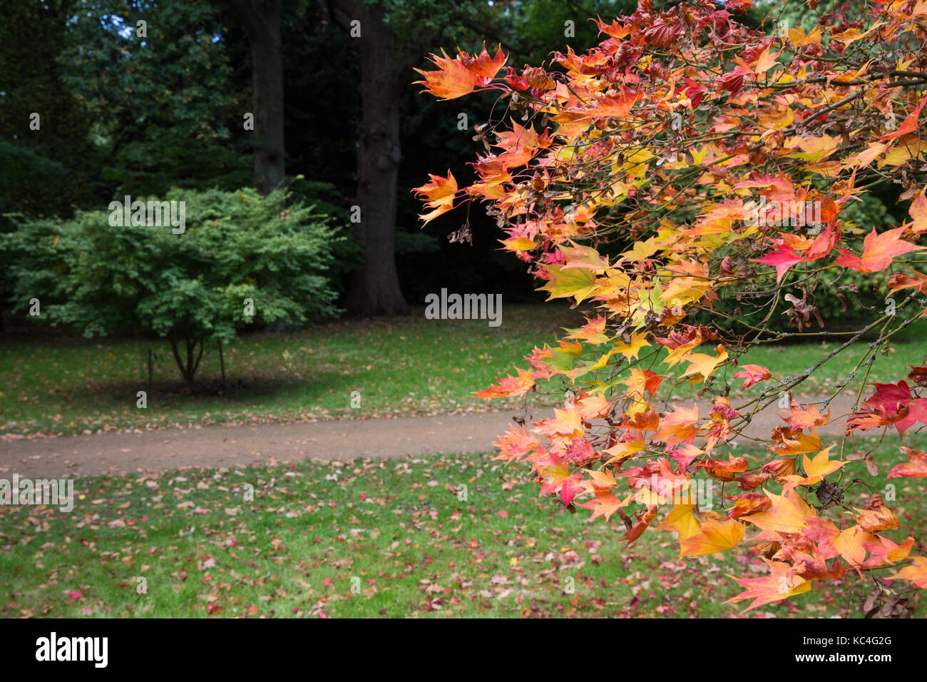 Windsor, UK. 2nd Oct, 2017. Varieties of Acer tree display autumn ...