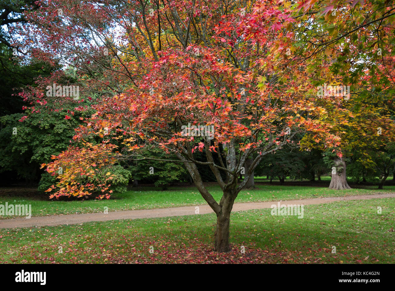 Acer varieties hi-res stock photography and images - Alamy