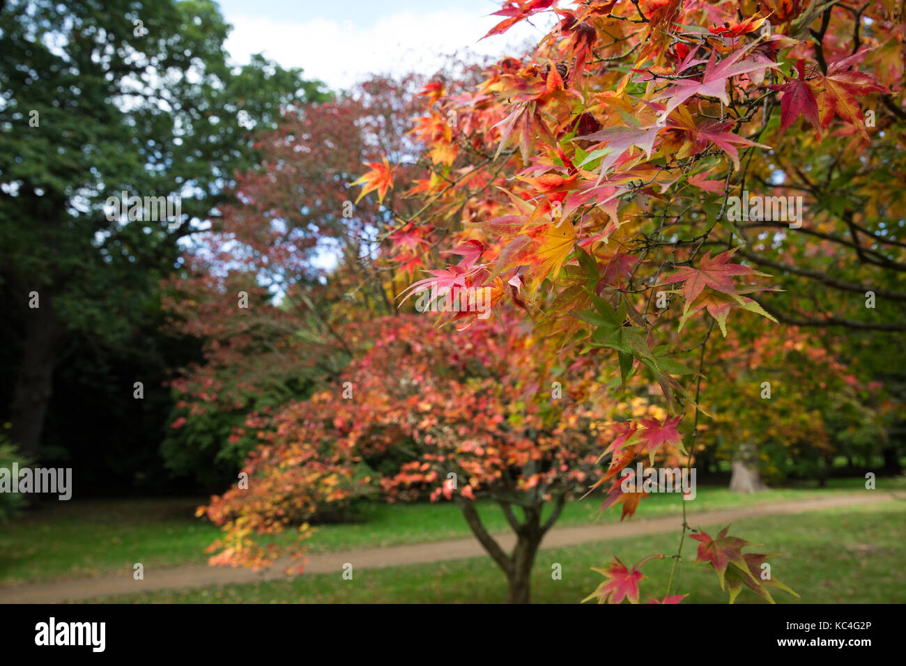 Windsor, UK. 2nd Oct, 2017. Varieties of Acer tree display autumn ...
