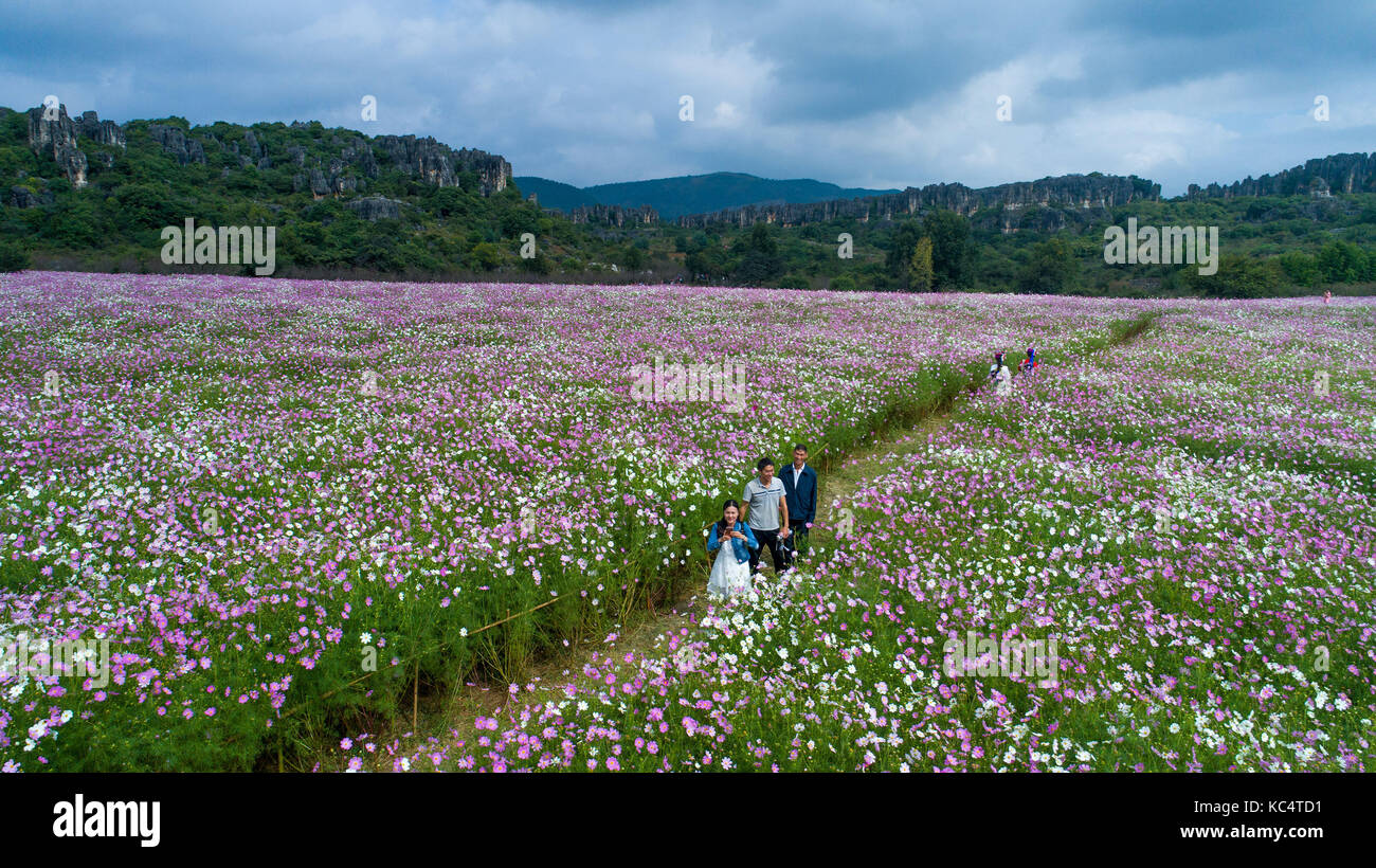Shilin, China's Yunnan Province. 2nd Oct, 2017. Tourists enjoy cosmos ...