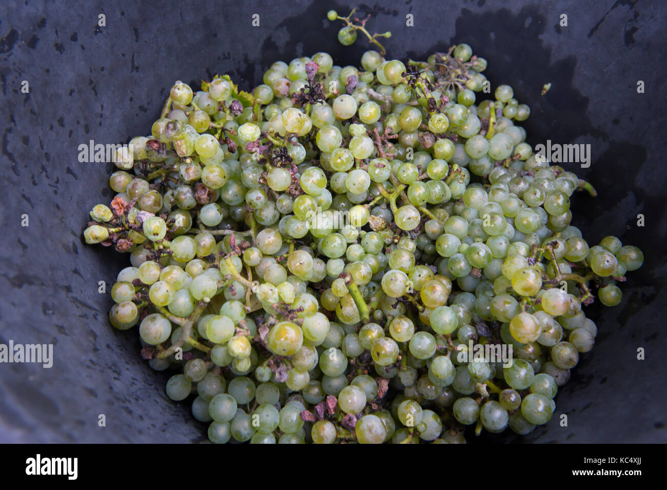 Berlin, Germany. 03rd Oct, 2017. Green grapes can be seen in a ...