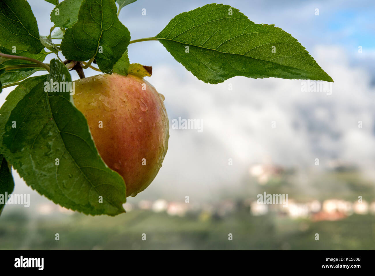Italy, Trentino Alto Adige, apples from Non valley and background see ...