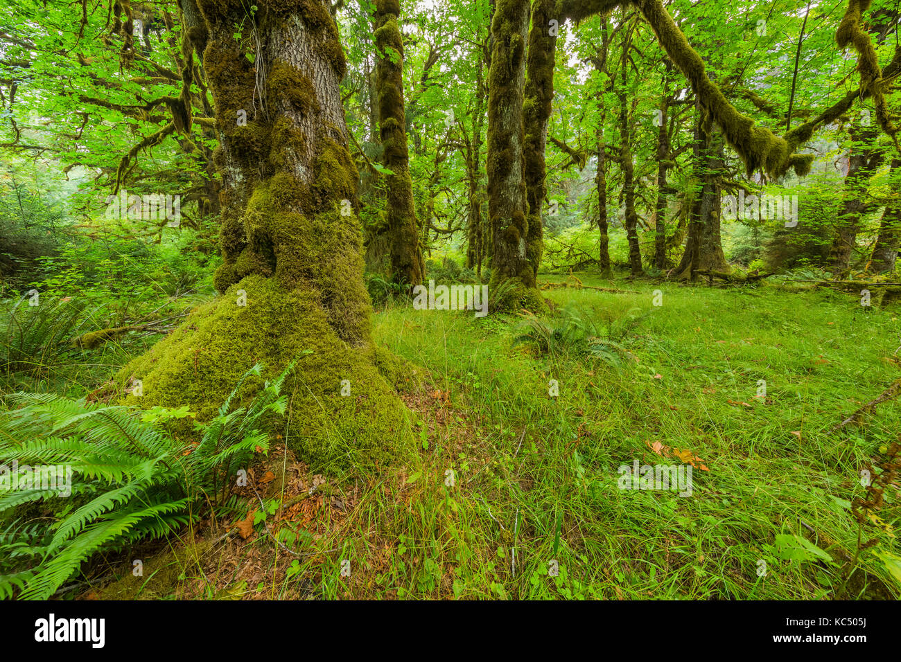Big leaf maple tree olympic park hi-res stock photography and images ...