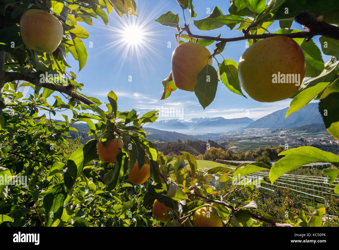 Italy, Trentino Alto Adige, golden apples from Non valley and ...