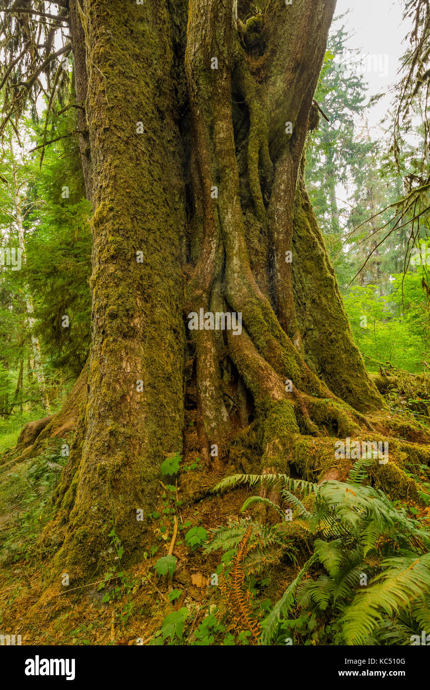 Western Hemlock, Picea heterophylla, roots growing down the trunk of a ...