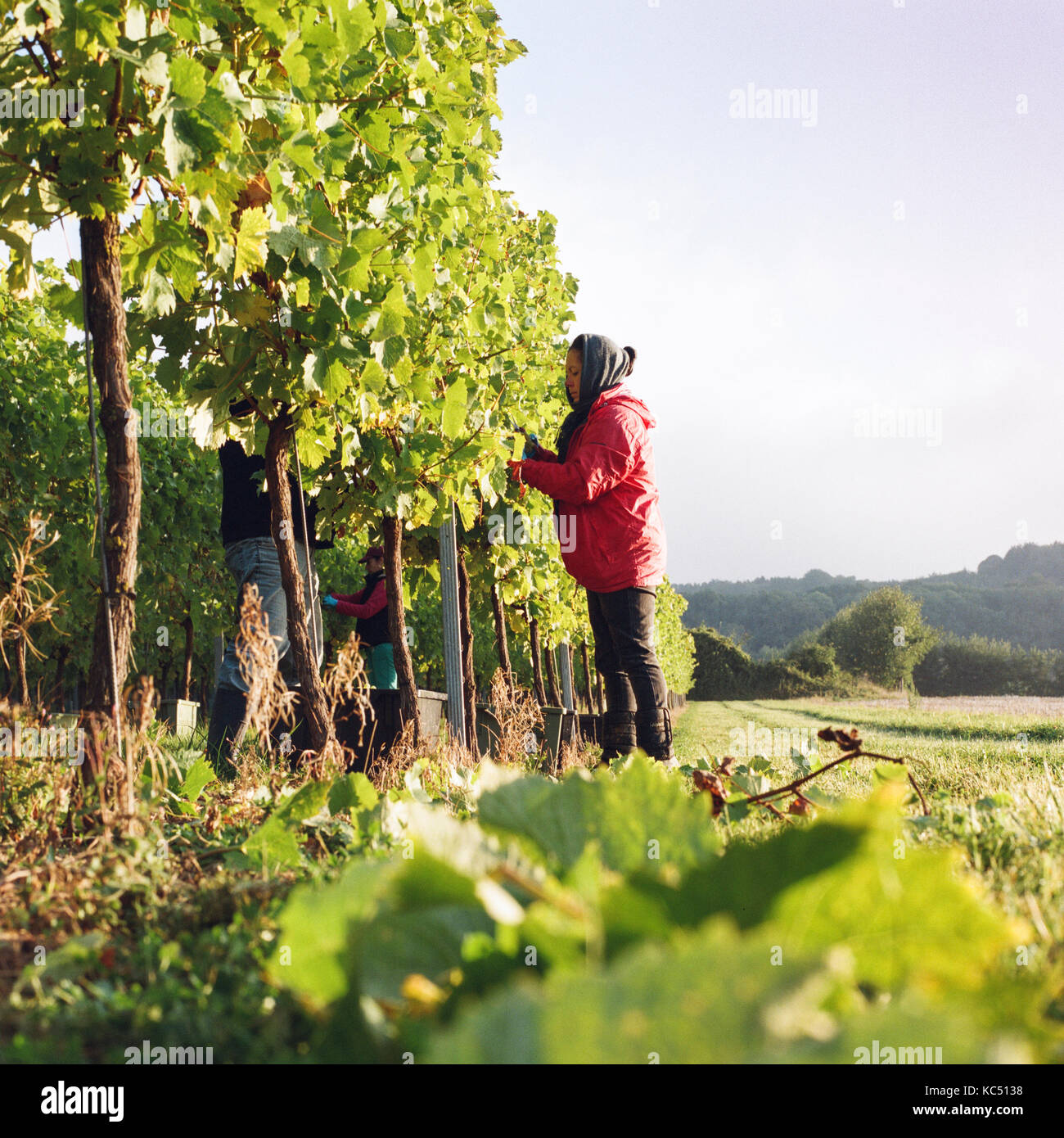 Grapes Harvest High Resolution Stock Photography and Images - Alamy
