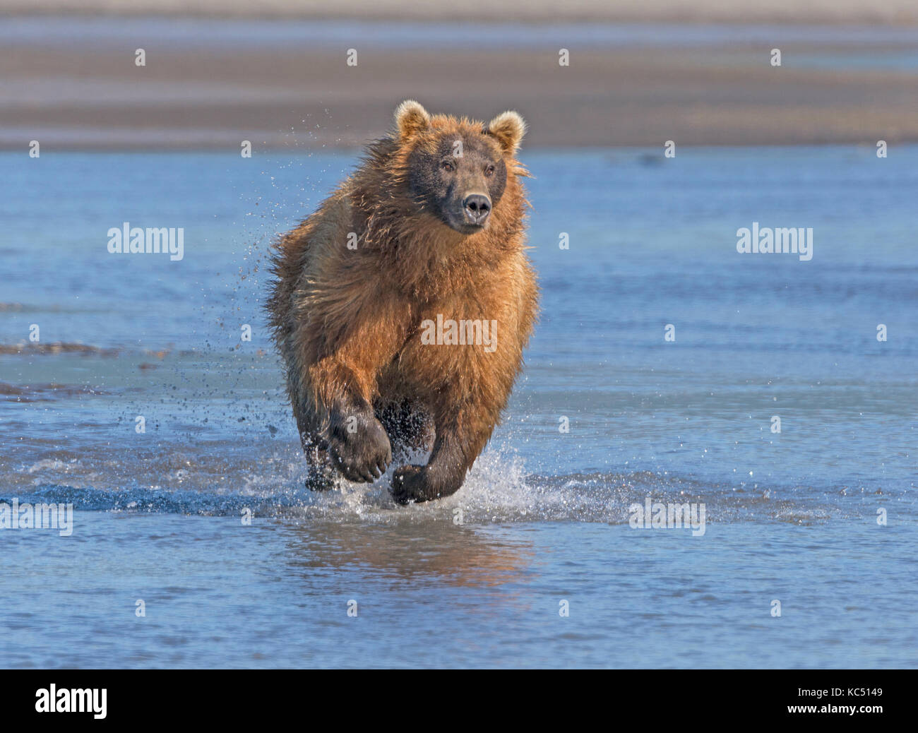 A Boy Running After A Bear