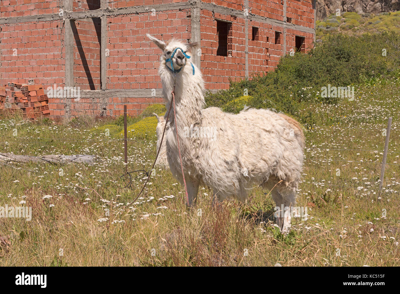 Llama waiting at the Edge of El Chalten in Argentina Stock Photo - Alamy