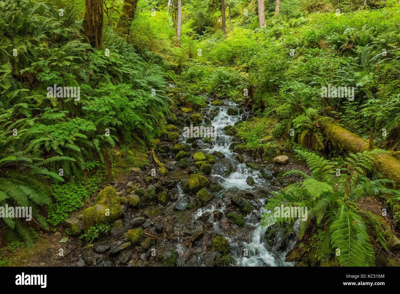 Stream below a waterfall flowing into the Hoh River, in the Hoh Rain ...