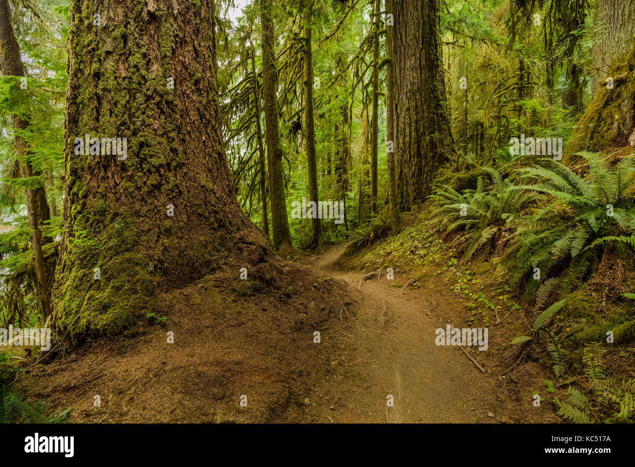 Lush Hoh Rain Forest with huge trees along the Hoh River Trail in ...