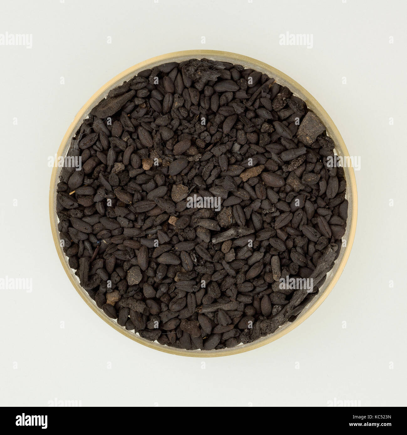 Sample of Grain from Merimda, Neolithic Period–Predynastic Period, ca ...