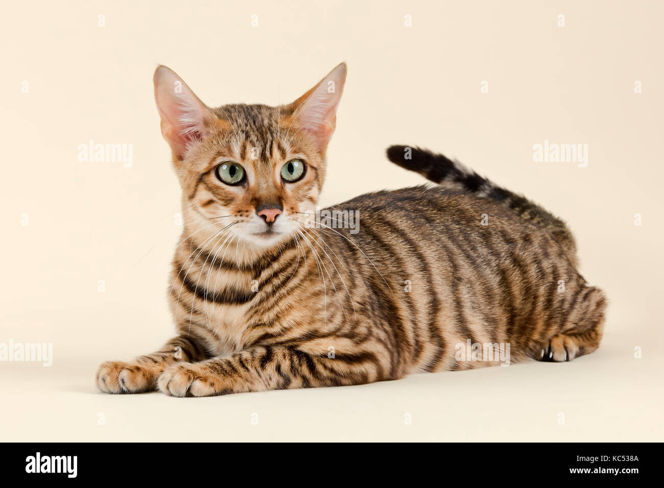 Breedcat Toyger (Felis silvestris catus), Age 1 Year, Color grey black ...