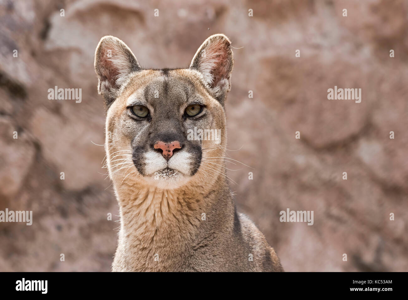 Cougar (Puma concolor) portrait, captive, Andes, Peru Stock Photo - Alamy