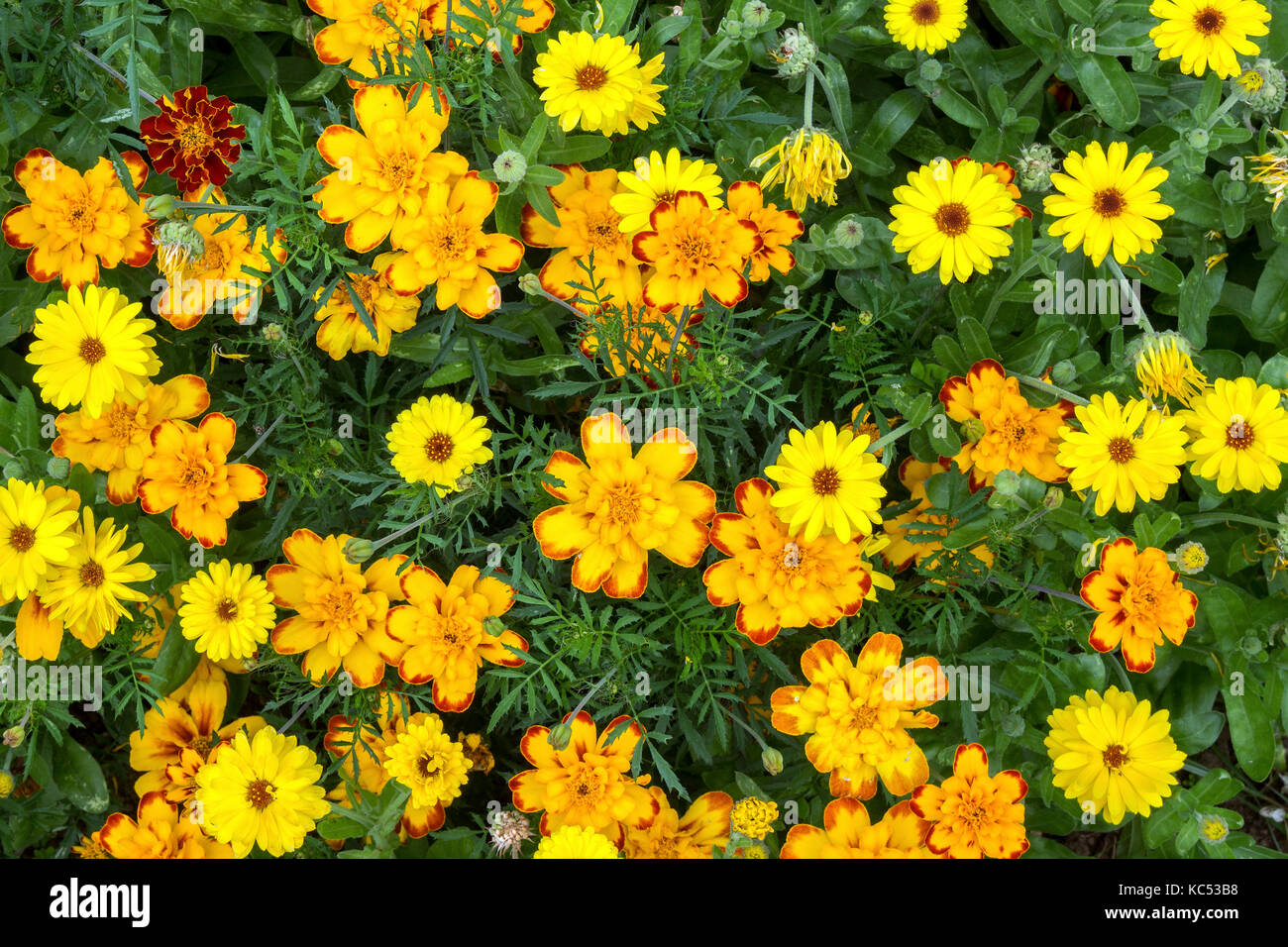 Yellow marigold (Tagetes), also Marigold, island of Flores, Azores ...