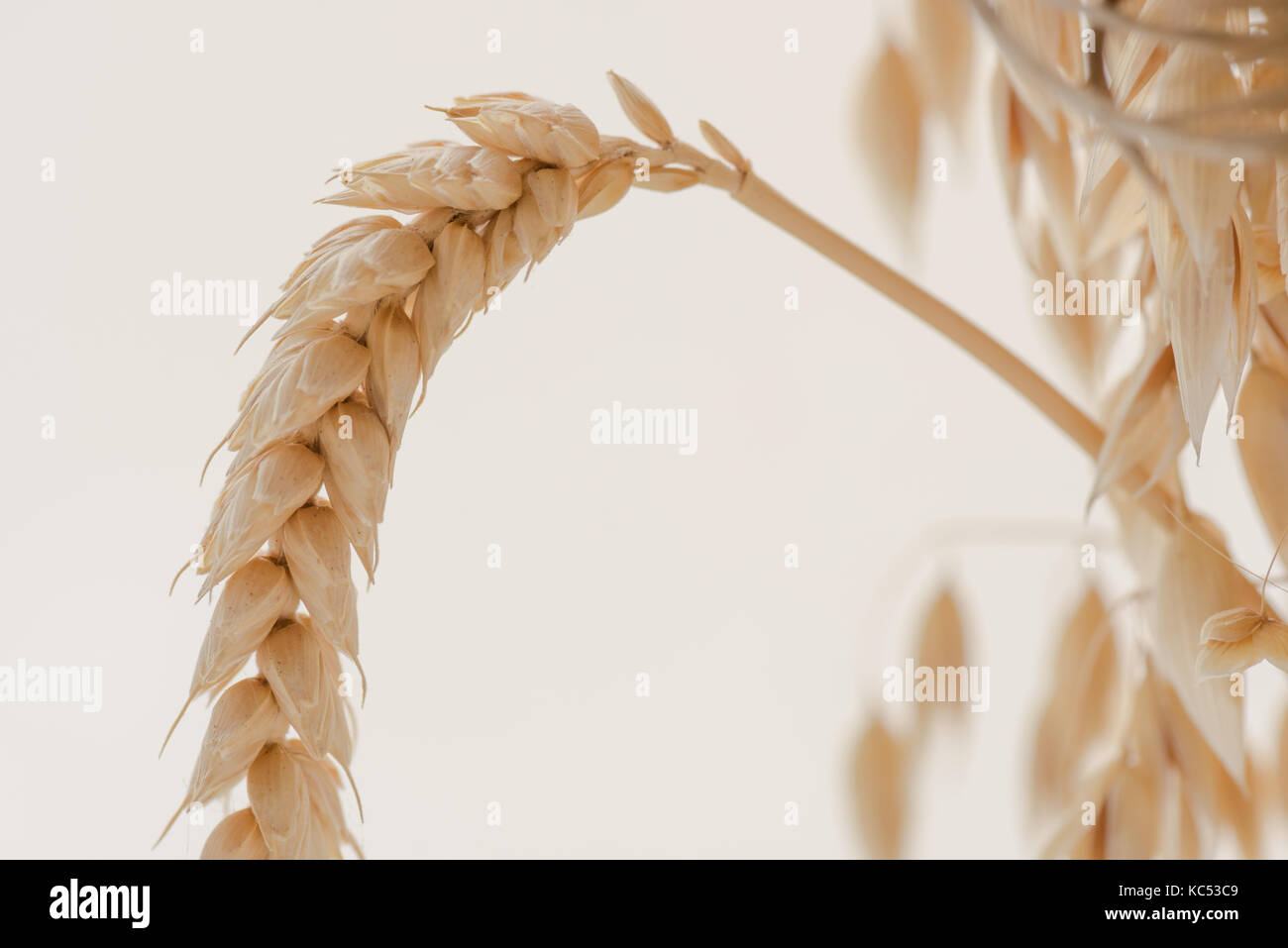 Dried grass grasses hi-res stock photography and images - Alamy