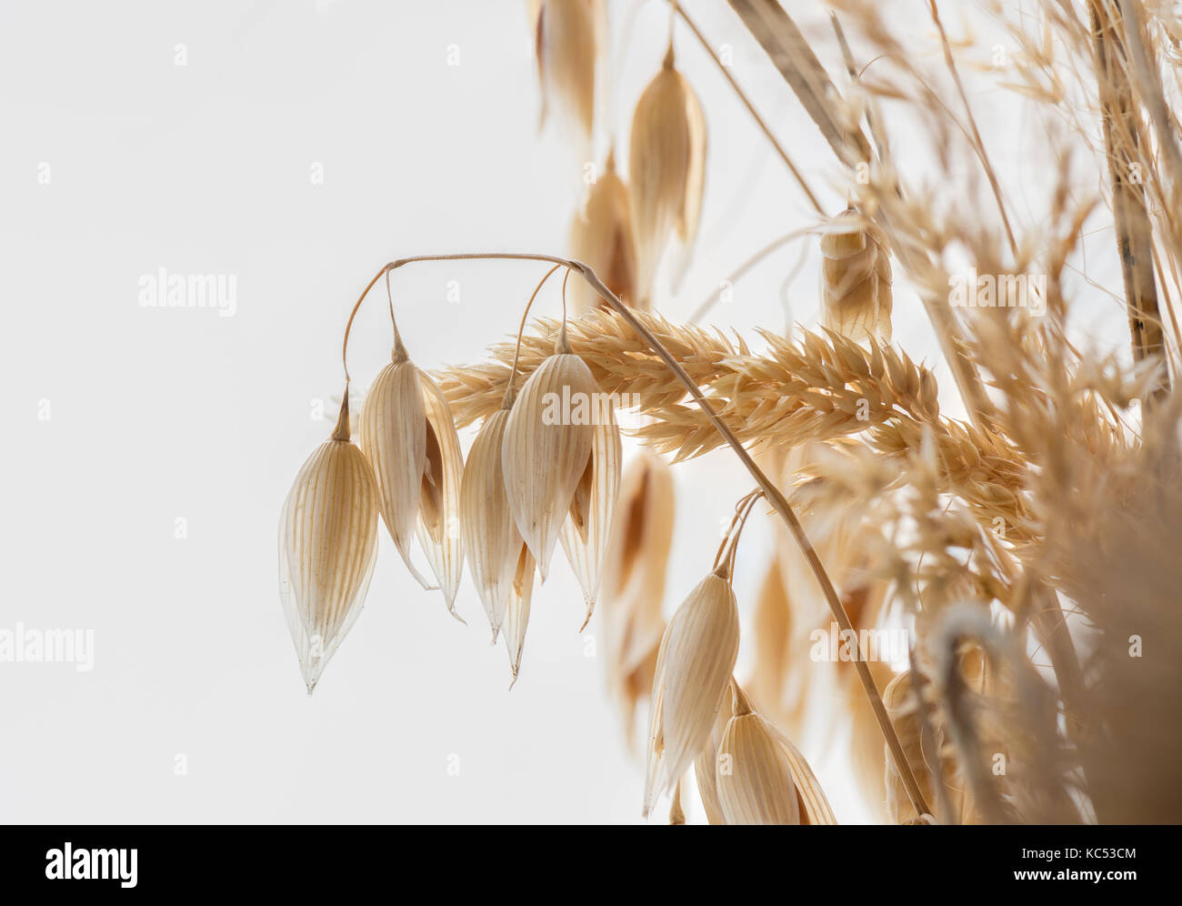 Decorative grasses hi-res stock photography and images - Alamy