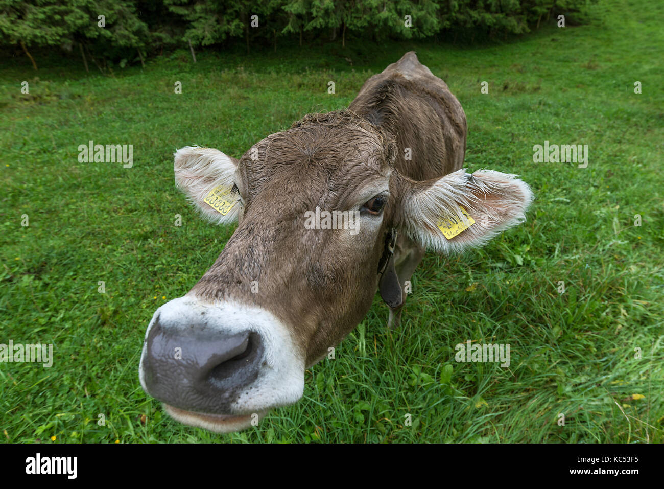 Allgaeu cow in a meadow, Portrait, Bad Hindelang, Allgäu, Bavaria ...