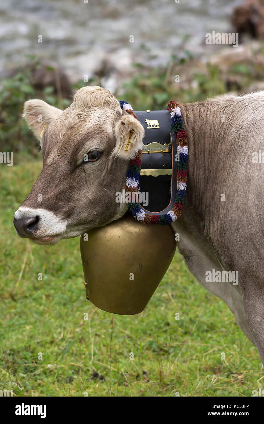 Cow wears a large cowbell at the Almabtrieb, Bad Hindelang, Allgäu ...