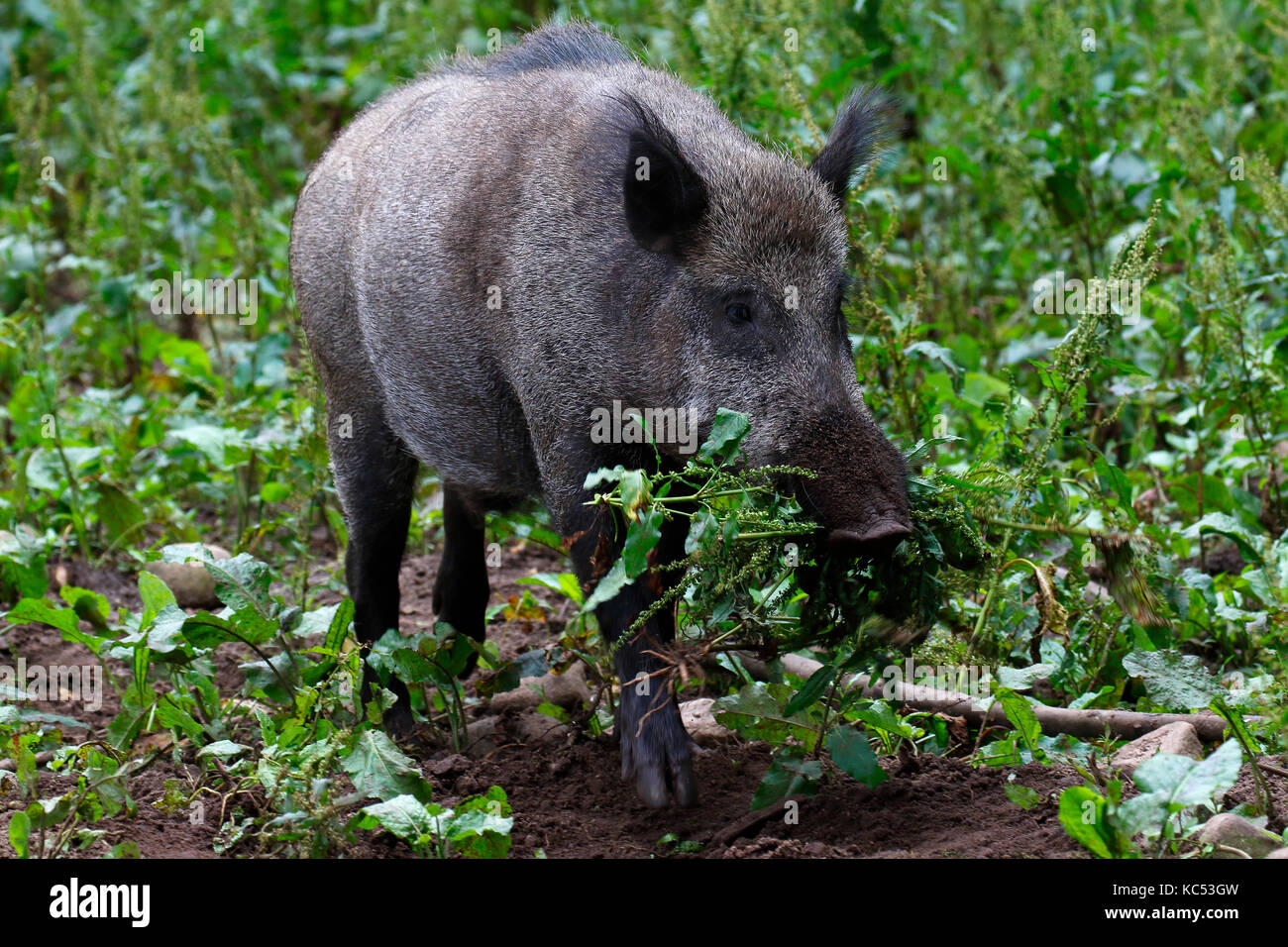 Wild boar (Wild boar) wears Common sorrels (Rumex acetosa) in the mouth ...
