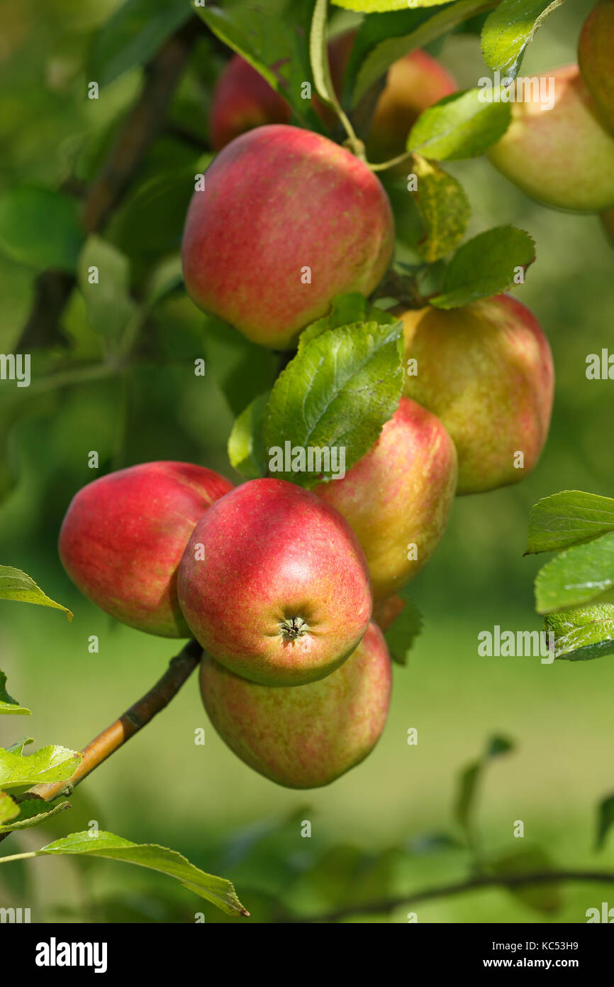 Apple on the apple tree, apple variety Red Autumn Prince (Malus ...