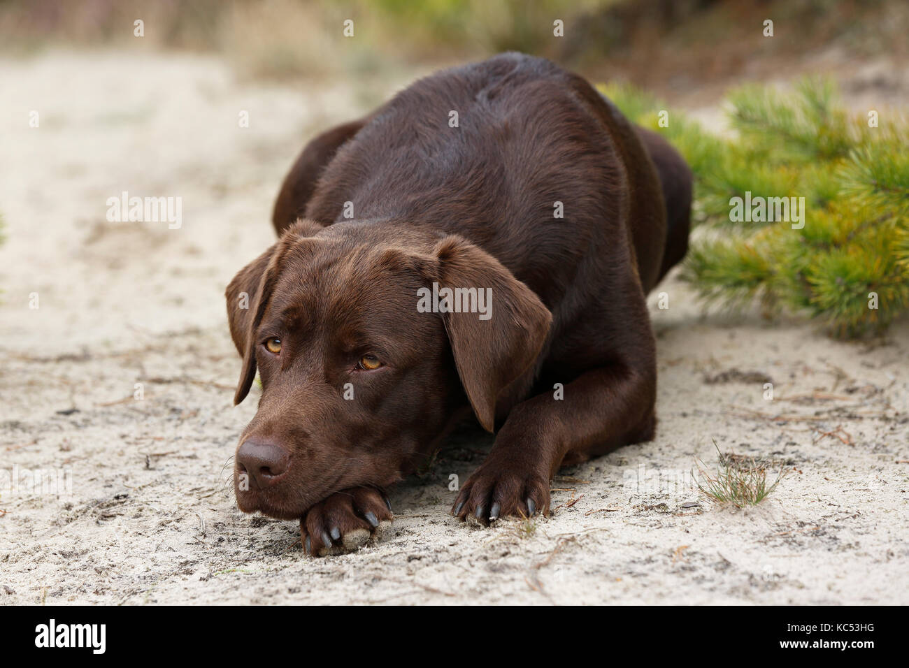 Brown Labrador Retriever (Canis lupus familiaris), bitch bored ...