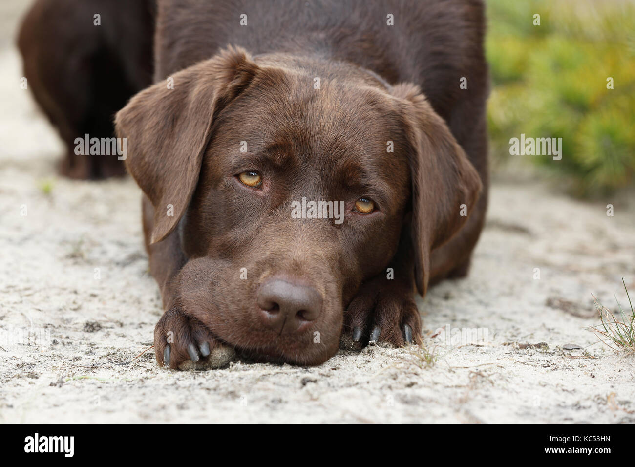 Brown Labrador Retriever (Canis lupus familiaris), bitch bored ...