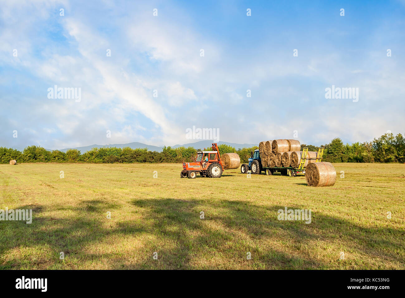 Agricultural scene. Tractor collecting hay bales in field and loading ...