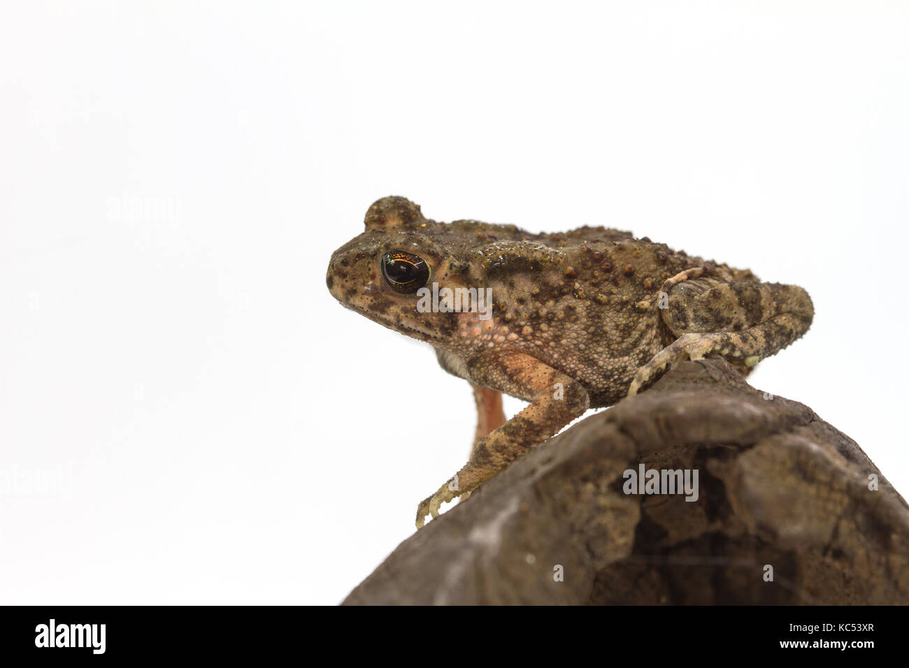 Young Asian common toad sit on log, isolated on white background Stock ...