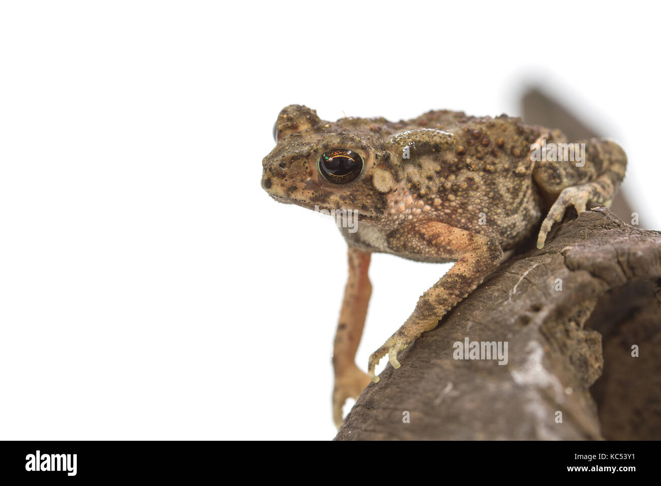 Young Asian common toad sit on log, isolated on white background Stock ...