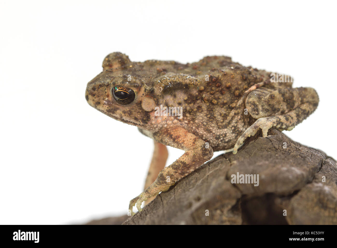 Young Asian common toad sit on log, isolated on white background Stock ...