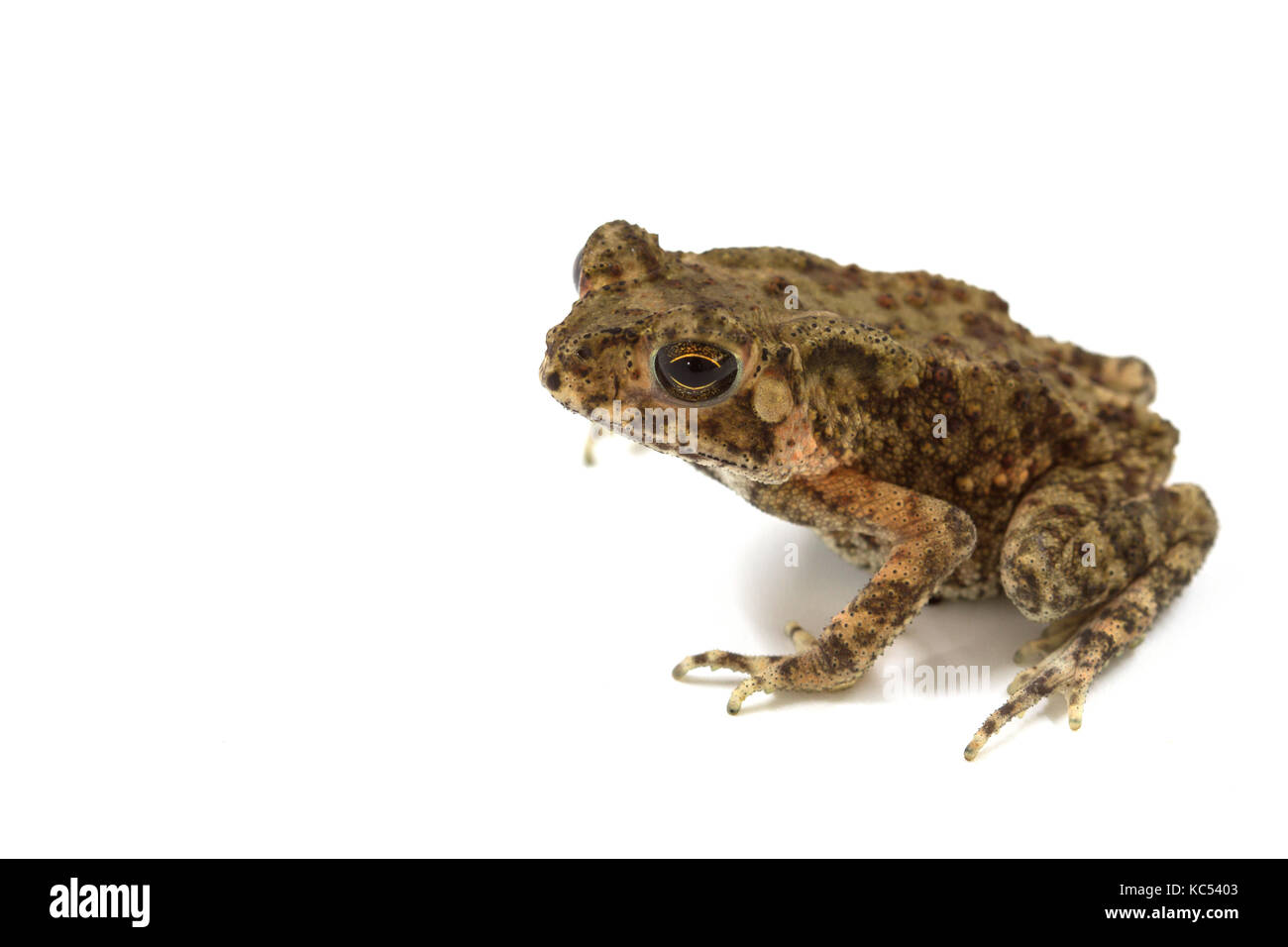 Young Asian common toad isolated on white background Stock Photo - Alamy