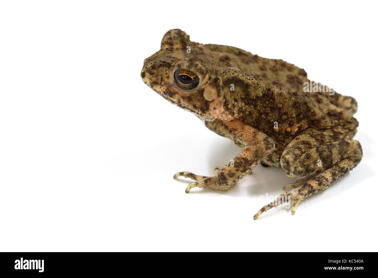 Young Asian common toad isolated on white background Stock Photo - Alamy