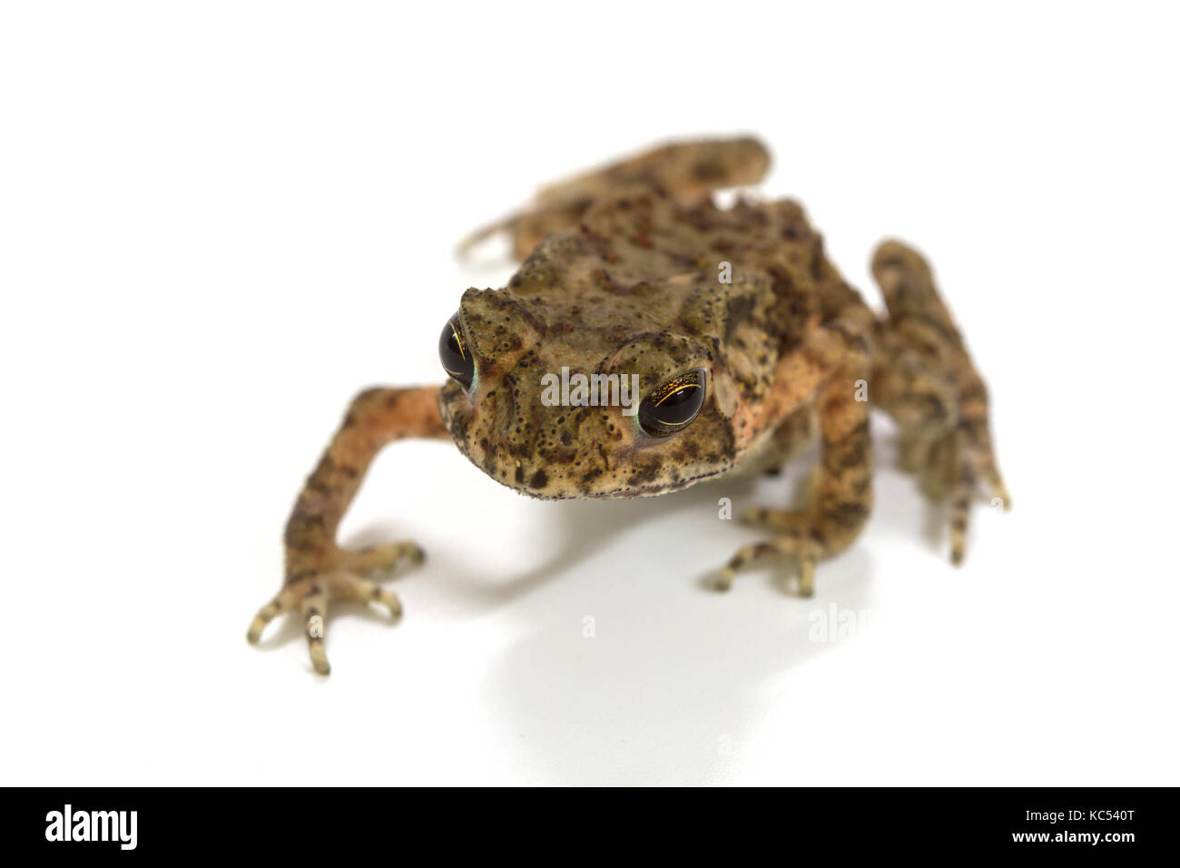 Young Asian common toad isolated on white background Stock Photo - Alamy