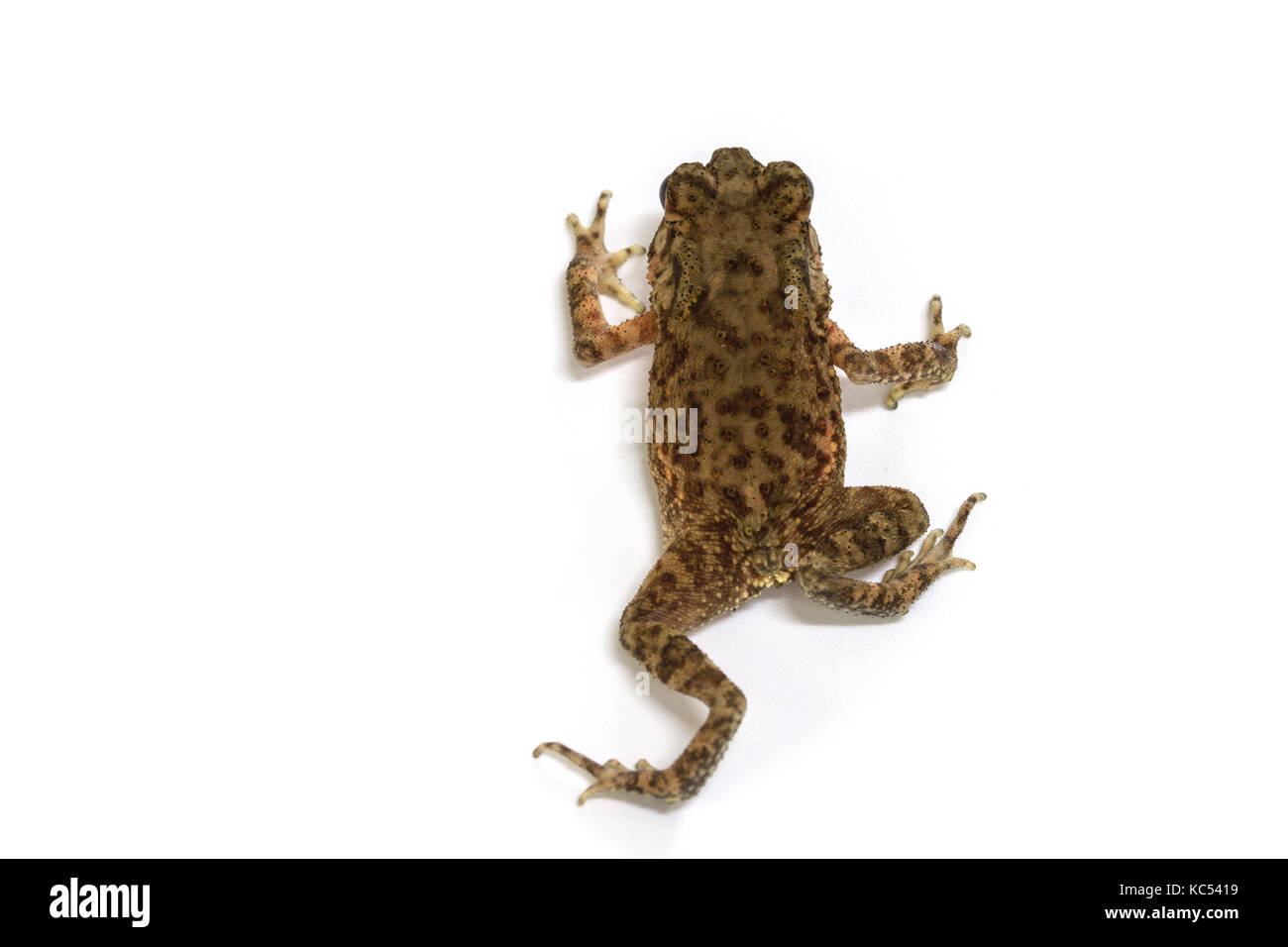 Young Asian common toad isolated on white background Stock Photo - Alamy