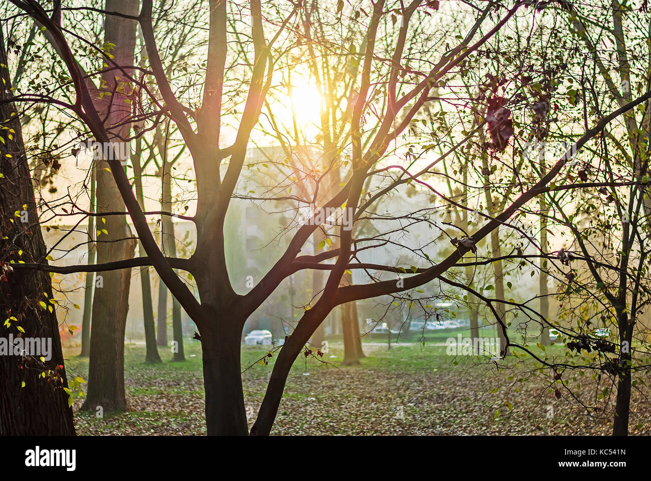 Autumn way through the woods Stock Photo - Alamy