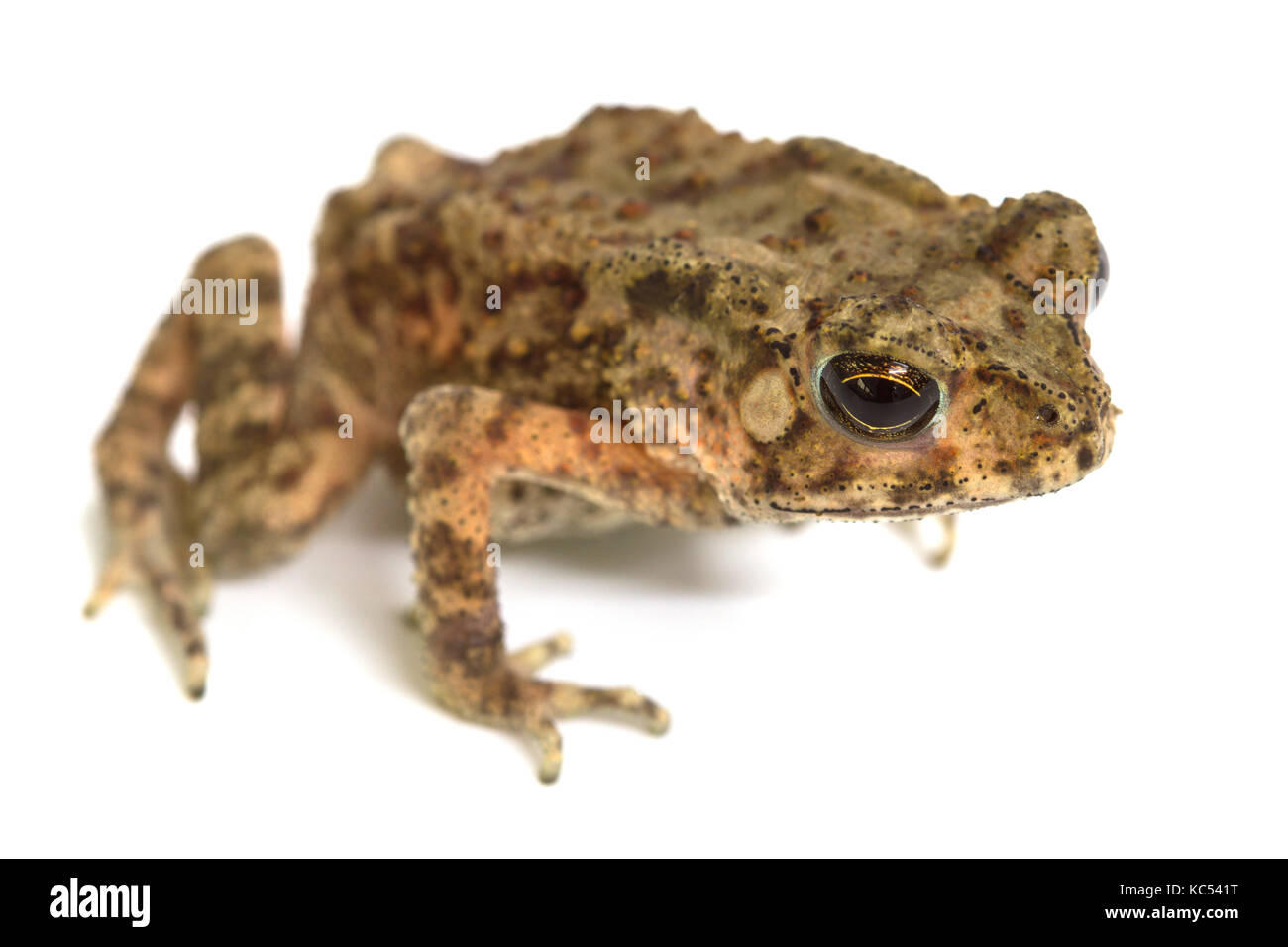 Young Asian common toad isolated on white background Stock Photo - Alamy