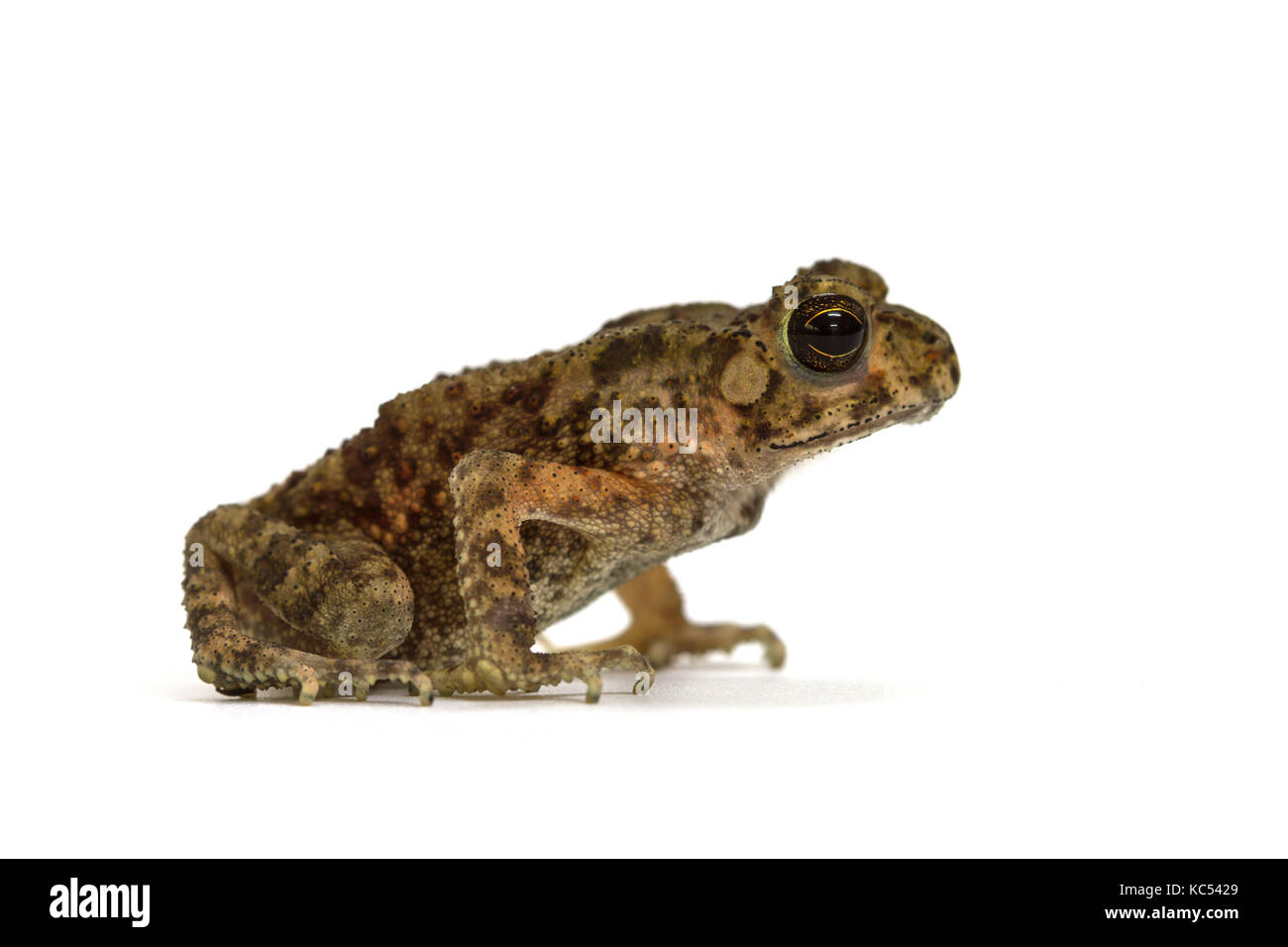 Young Asian common toad isolated on white background Stock Photo - Alamy