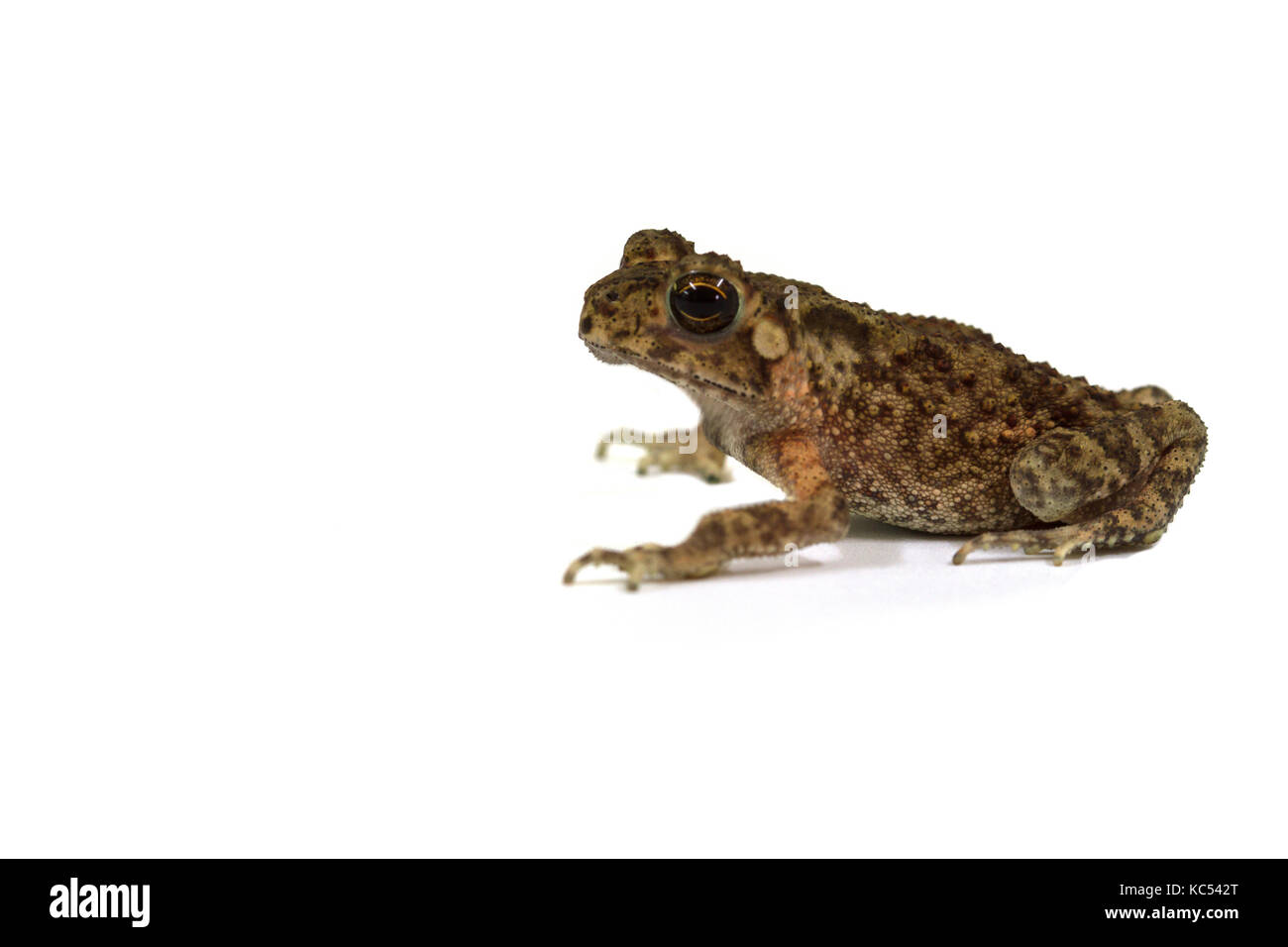 Young Asian common toad isolated on white background Stock Photo - Alamy