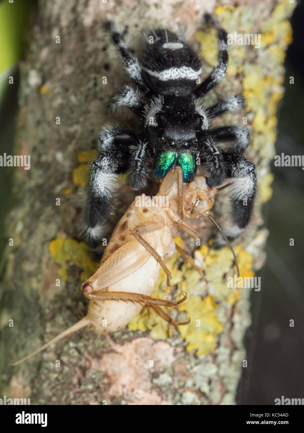 Male Phidippus regius adult feeding on a house cricket Stock Photo - Alamy